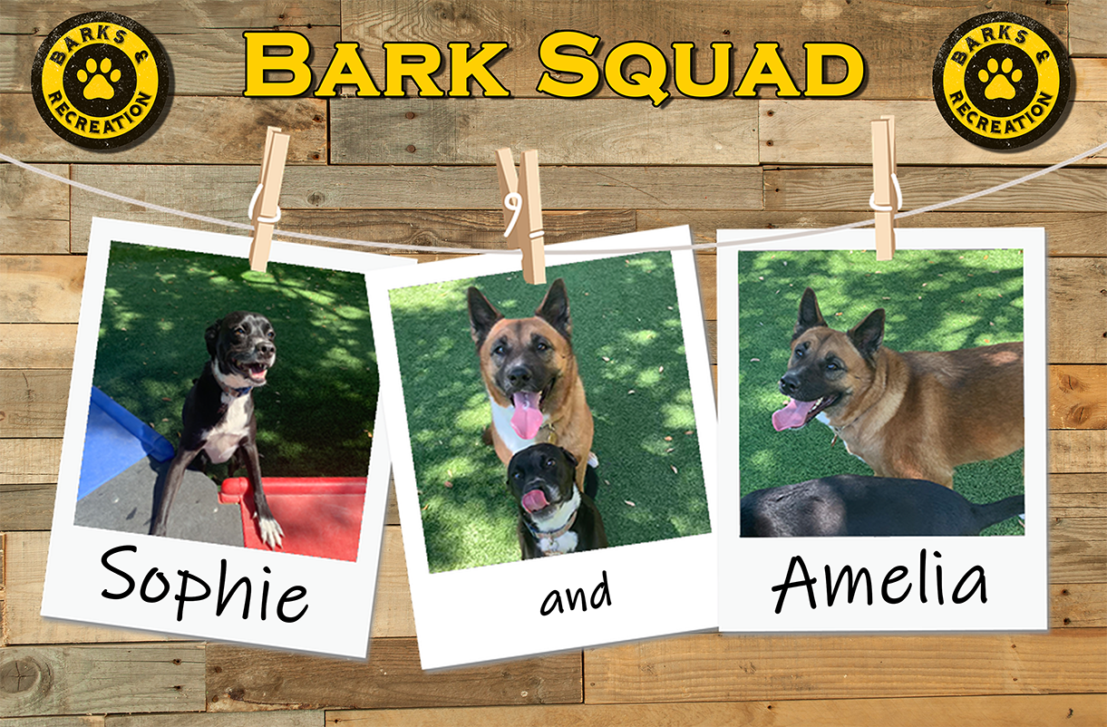 Sophie & Amelia | Bark Squad | Two Sisters – Barks and Recreation