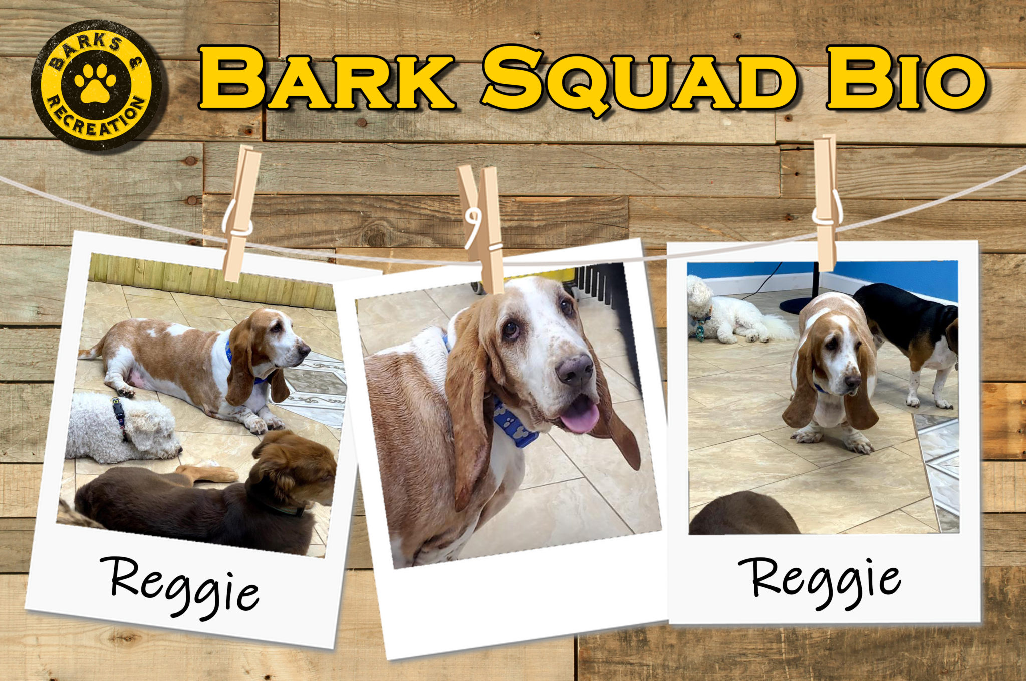 Reggie | Bark Squad | Basset Hound – Barks and Recreation